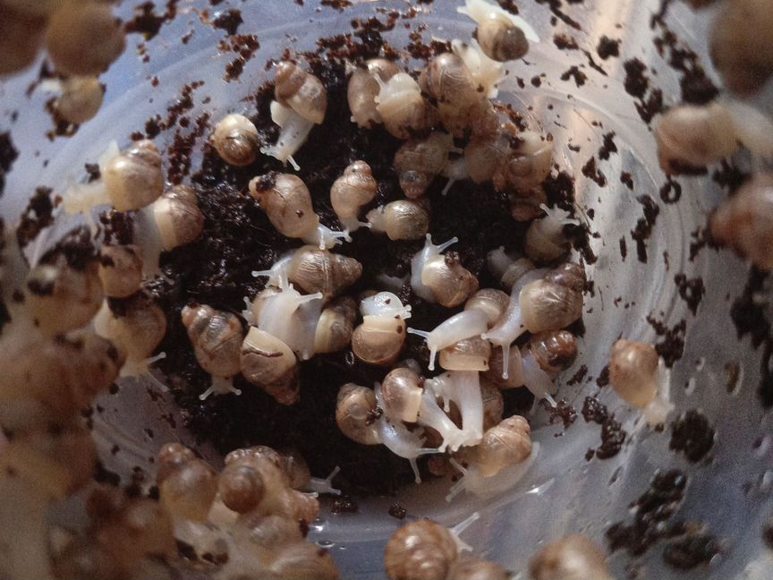 Улитки ахатины маленькие