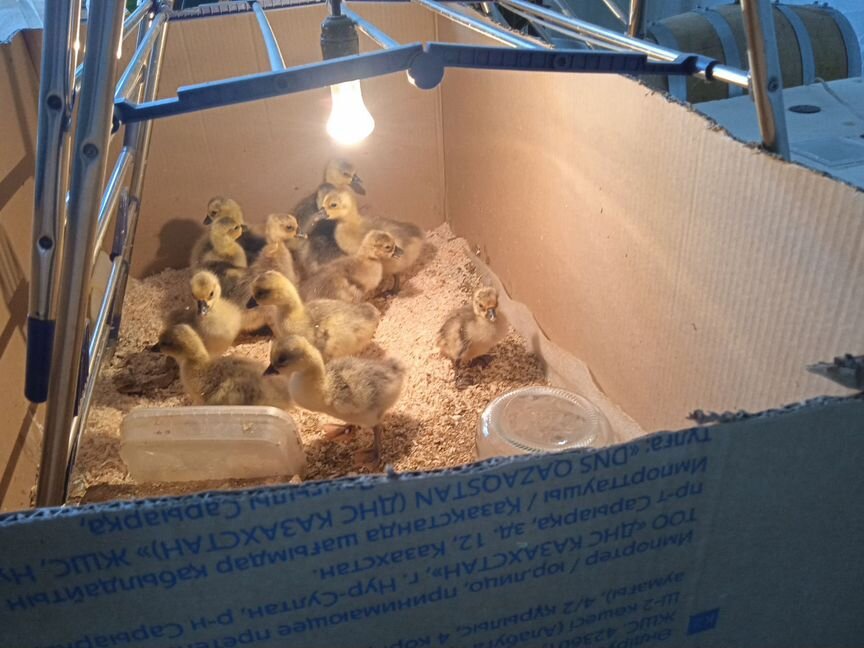 Гусята Холмогоры