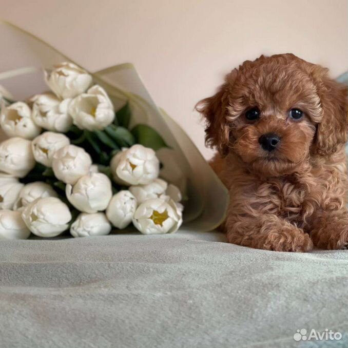 Той Пудель Red Brown (мальчик)