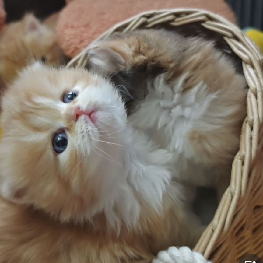 Британский короткошёрстный котёнок