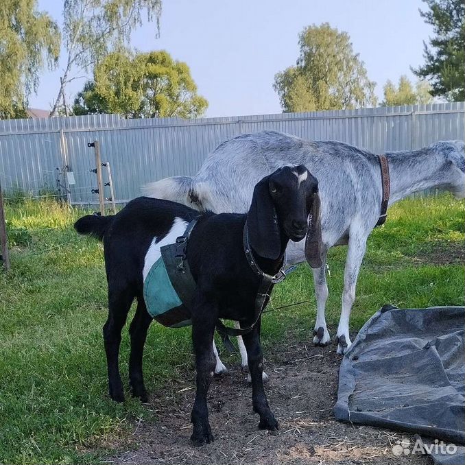 Козлик на племя