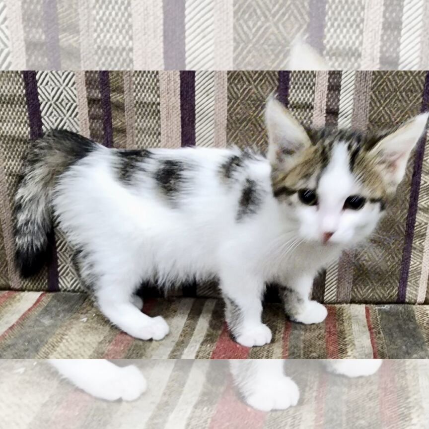 Котёнок в добрые руки