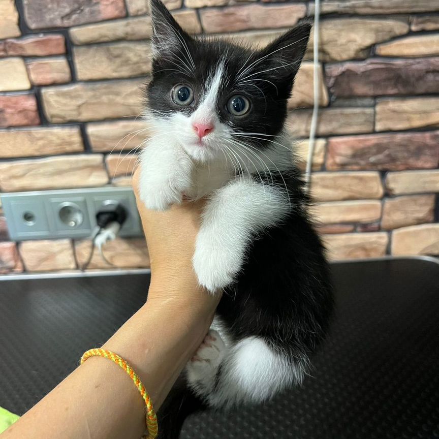 Котенок девочка в добрые руки