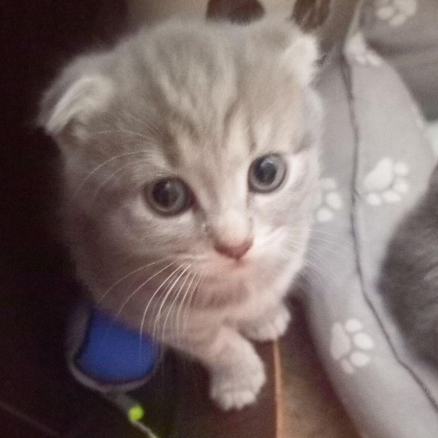 Шотландские вислоухие котята