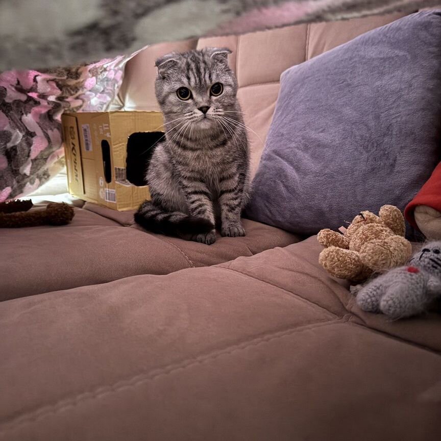 Ищем котика не вислоухого для потомства