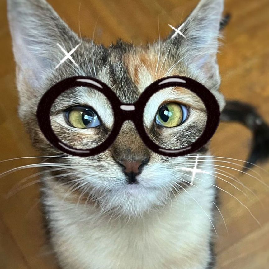 Котенок-малышка Капучинка ищет семью
