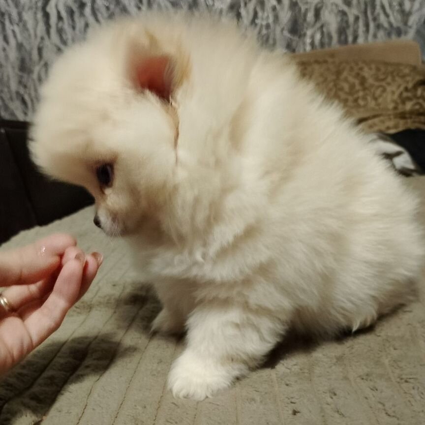 Померанский шпиц, щенок