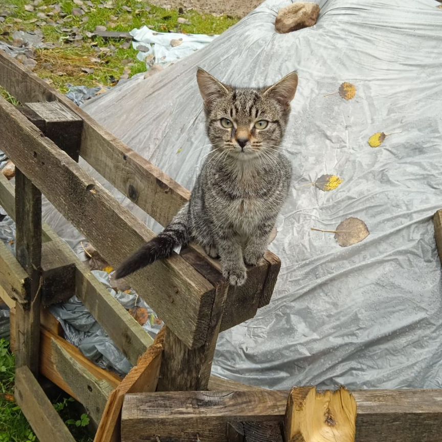 Котята на даче