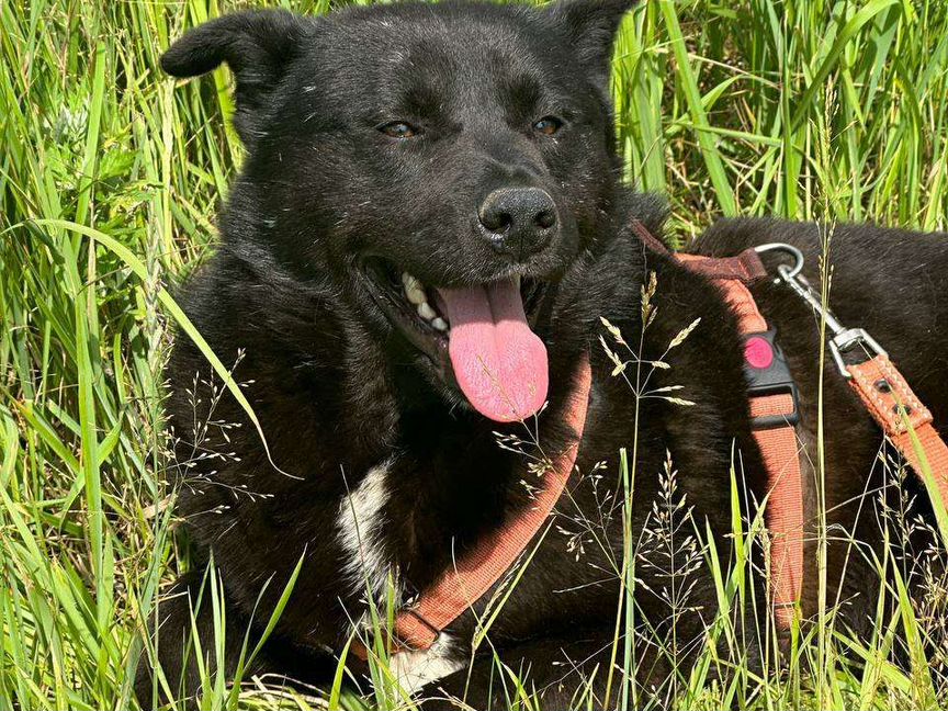 Обаятельный щекастый мальчик из приюта