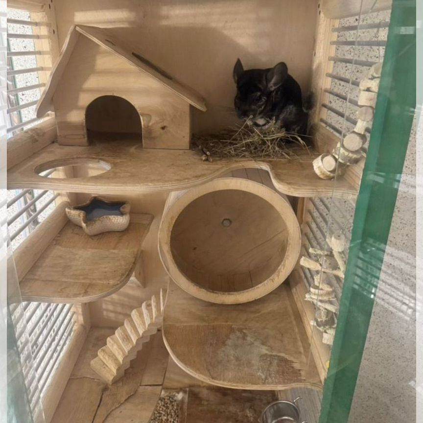 Витрина для шиншил