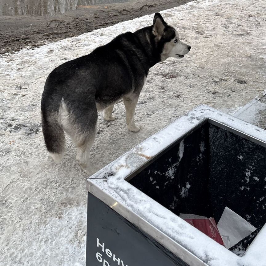 Сибирский хаски, взрослая собака