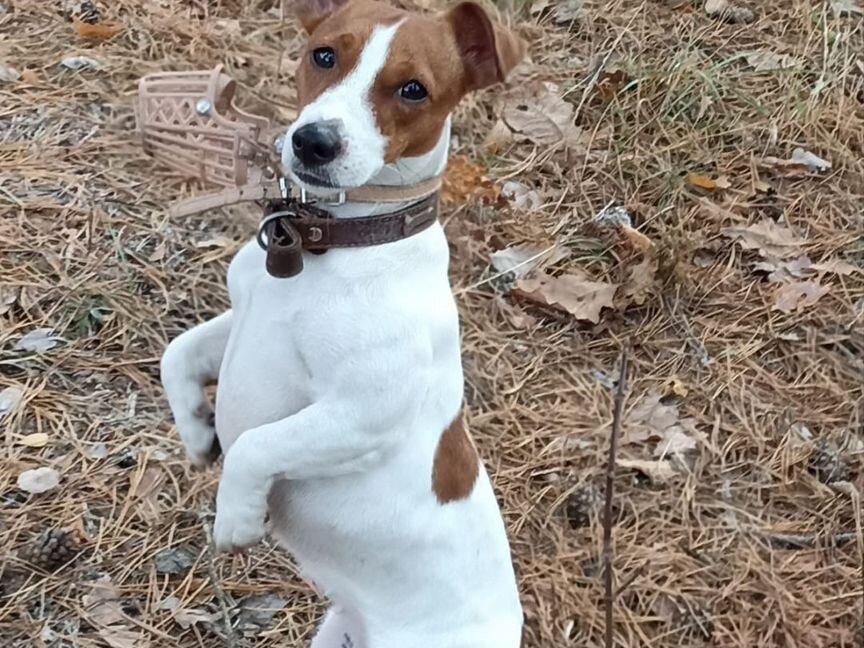 Вязка джек Рассел терьер