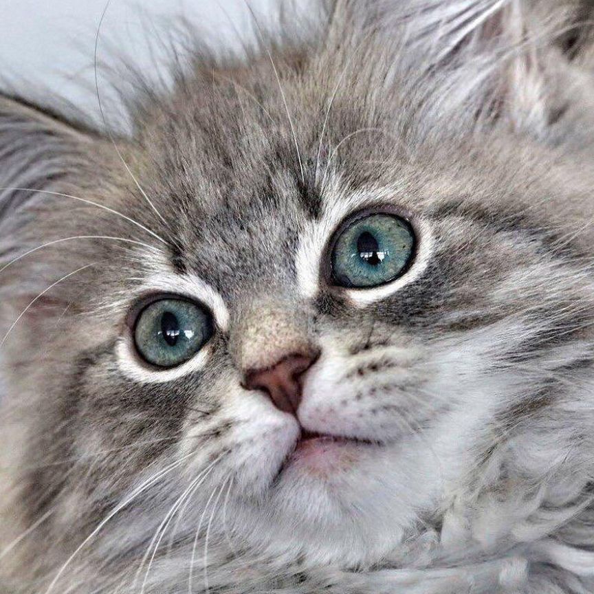 Сибирский котёнок