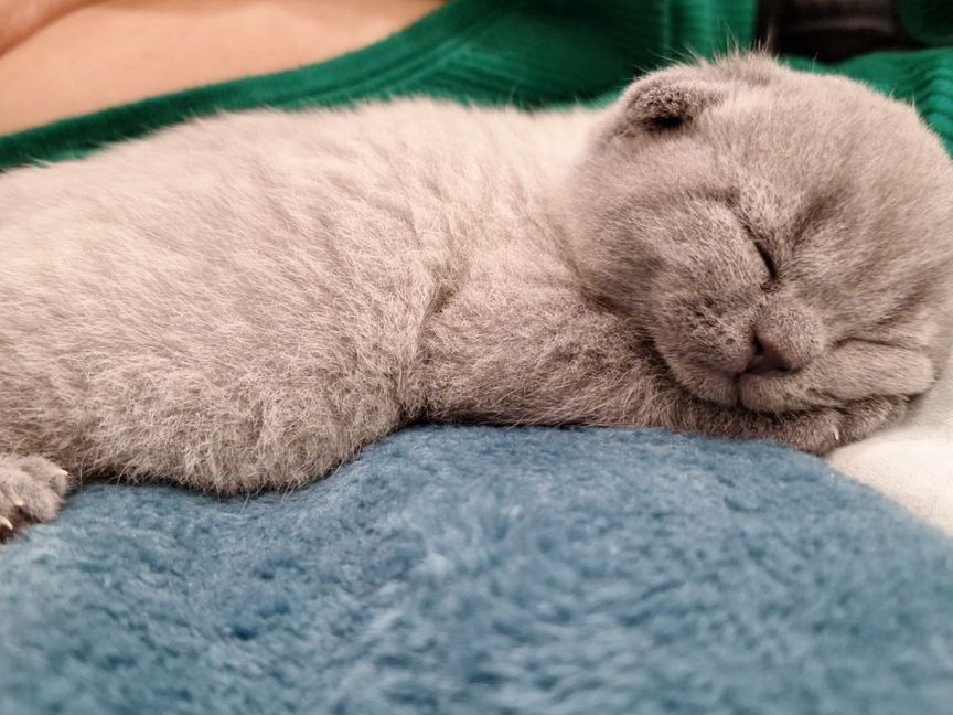 Шотландские вислоухие котята