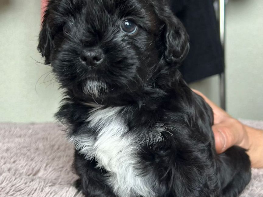 Щенки мальтипу