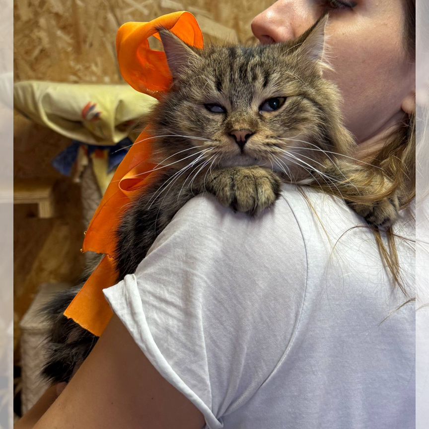 Взрослая, кошка в добрые руки