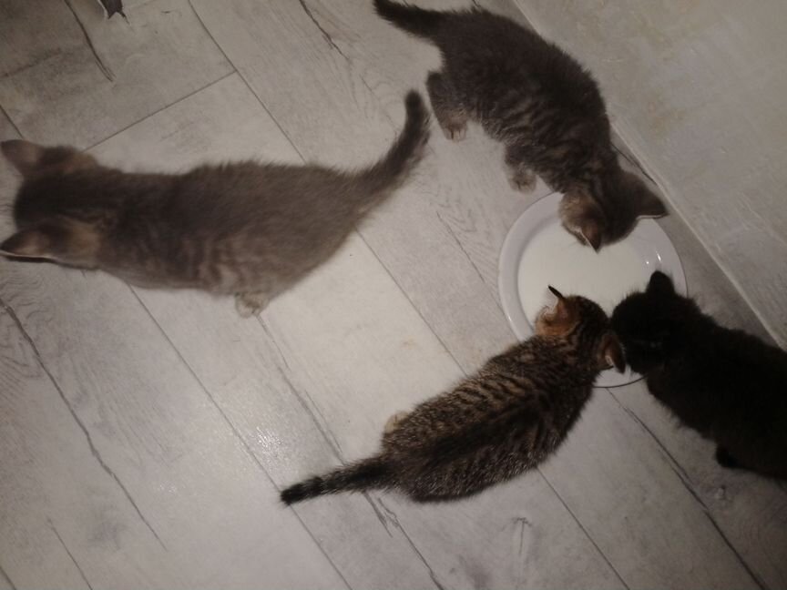 Котятки в добрые руки