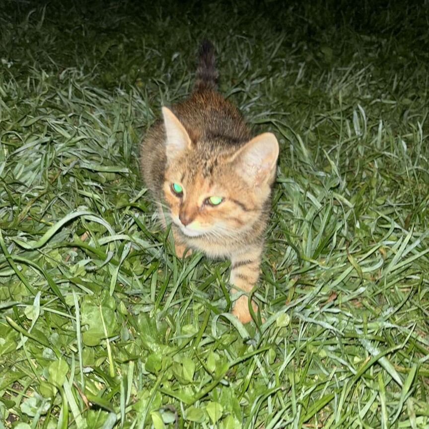 Котенок похожий на золотую шиншиллу