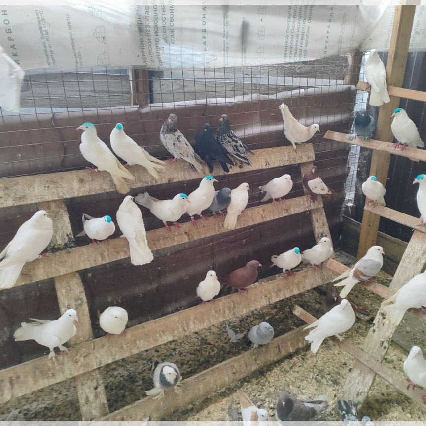 Бакинские, Иранские, Турецкие на продажу