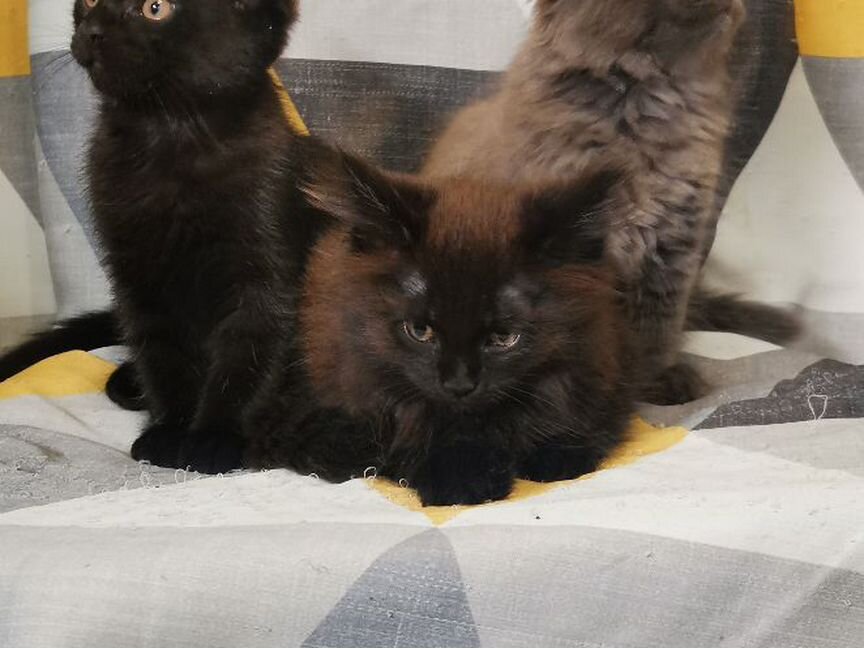Кошки в добрые руки