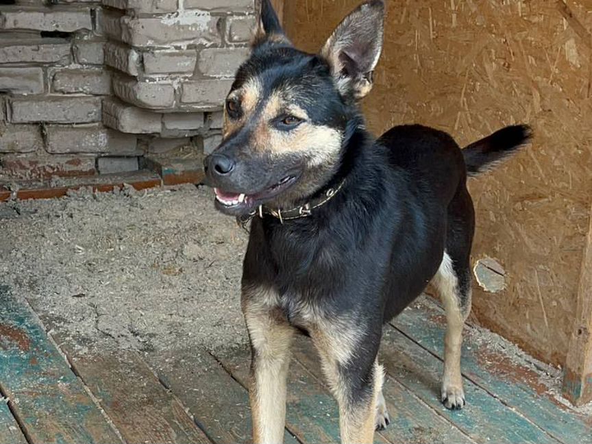 Собачка Рада ищет дом