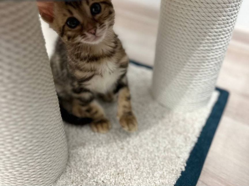 Котенок бенгал 1,5 мес