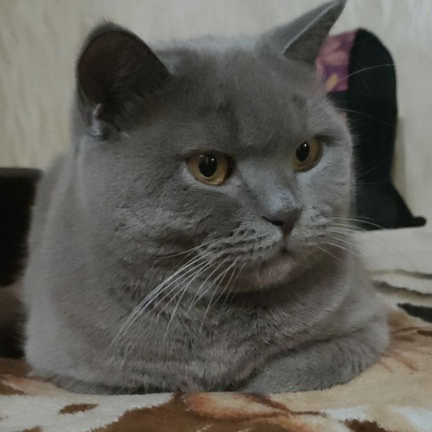 Британский короткошёрстный, взрослый кот