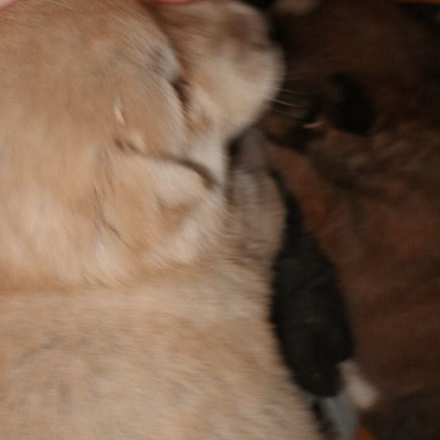 Продам мальчиков за 1500 девочек бесплатно щенки