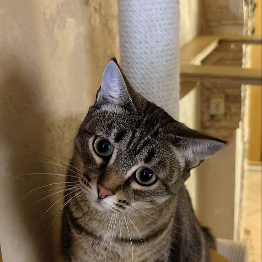 Серьёзная девчушка