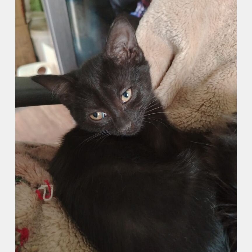 Котенок девочка 2 месяца