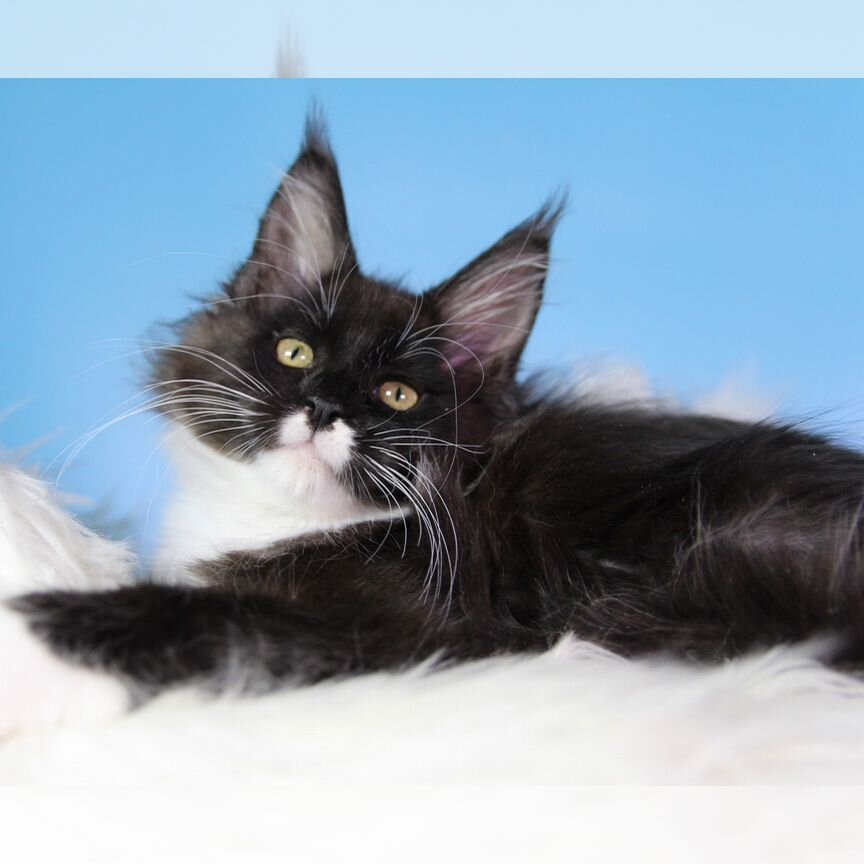 Мейн-кун котёнок