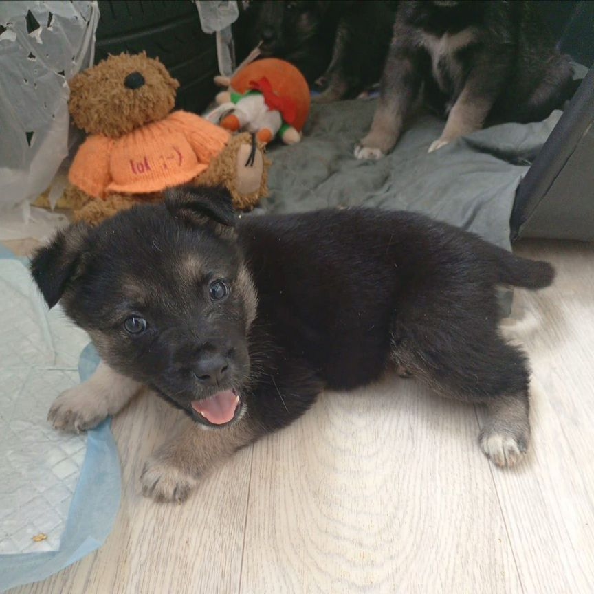 Овчаристые щенки