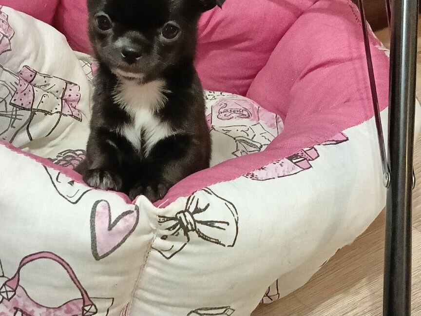 Чихуахуа мини девочка