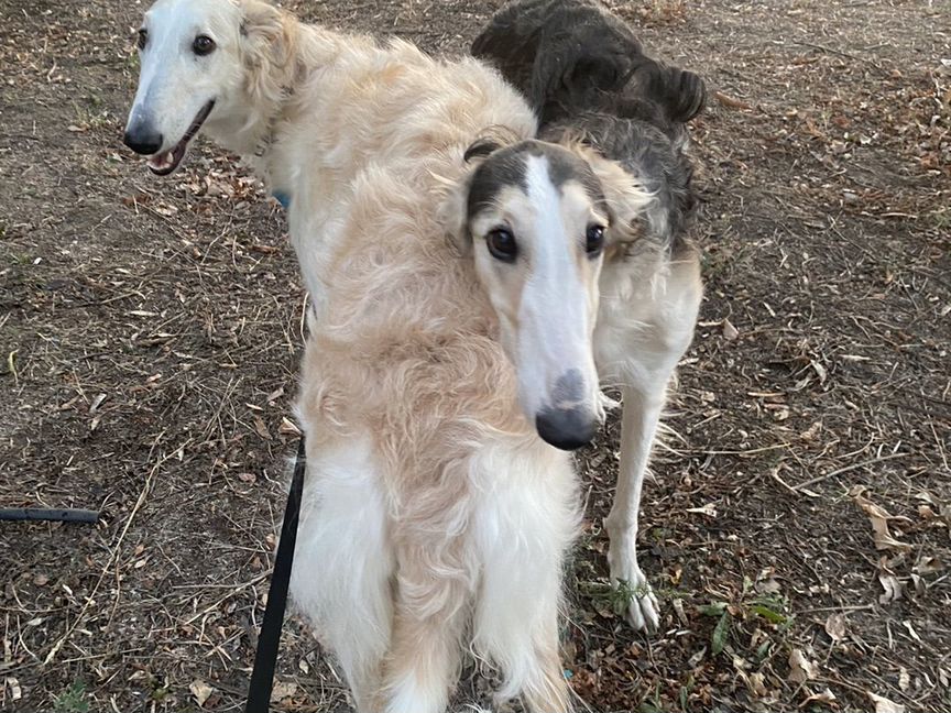 Русская псовая борзая