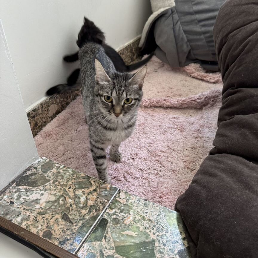 Молодая здоровая ласковая кошка ищет дом