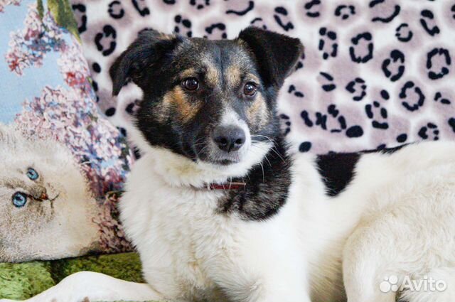 Собака Нелли в добрые руки