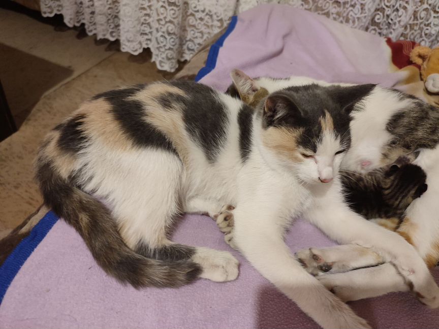 Котята в добрые руки приучены к лотку
