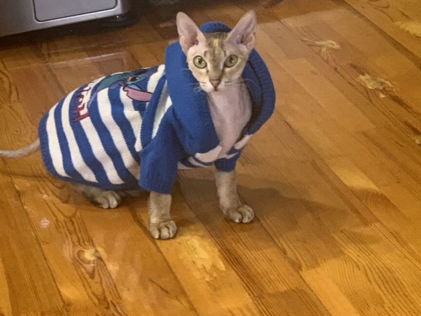 Костюм для кошки