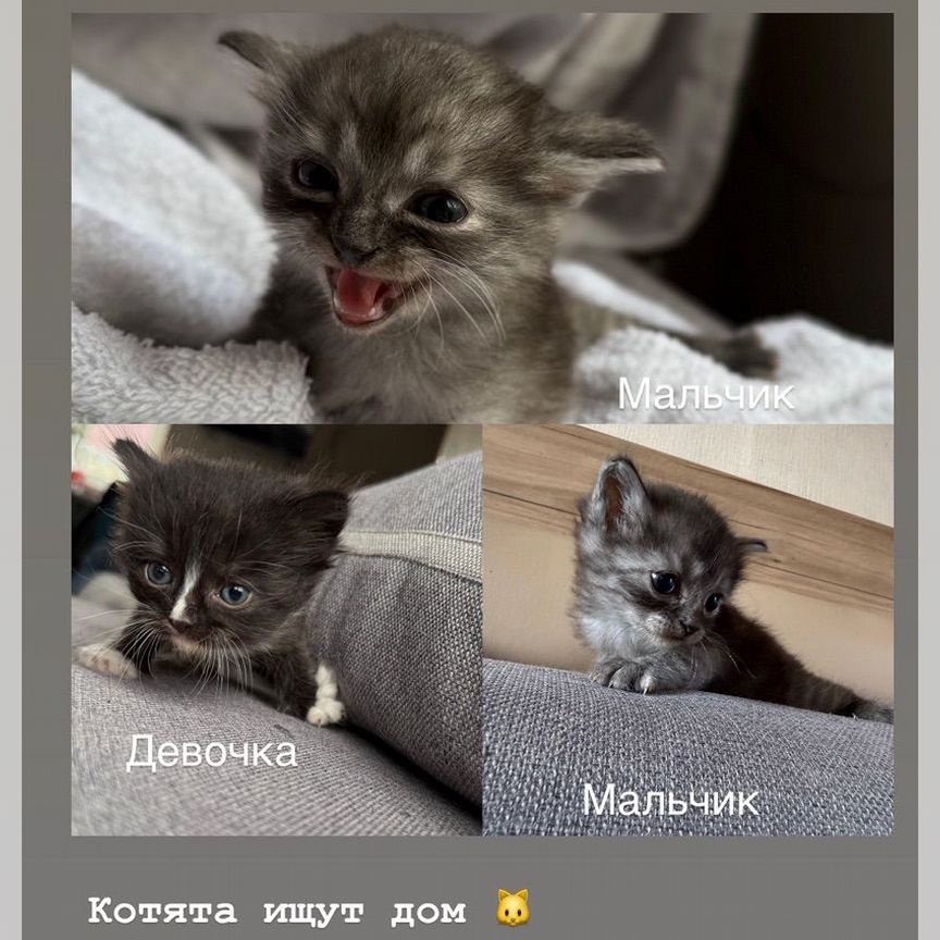 Котёнок в добрые руки