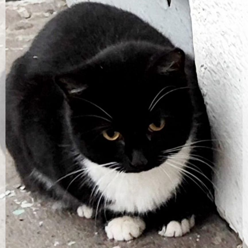 Котята в добрые руки бесплатно мальчик
