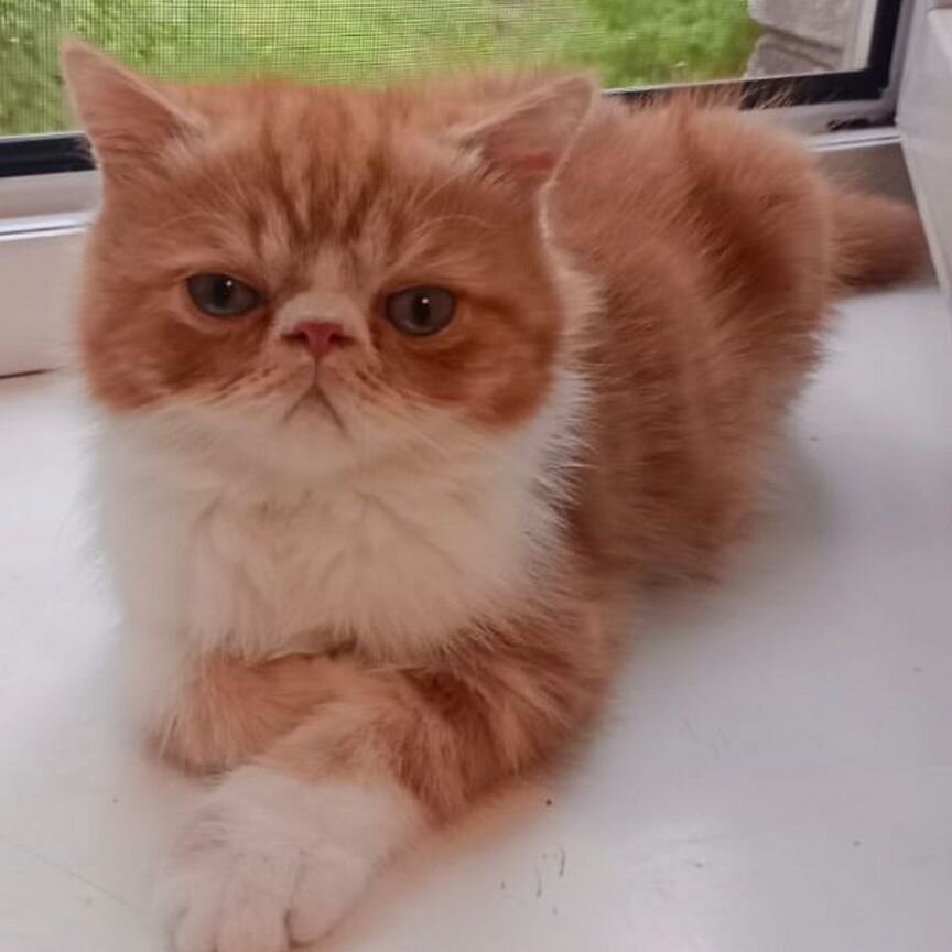 Котята экзоты