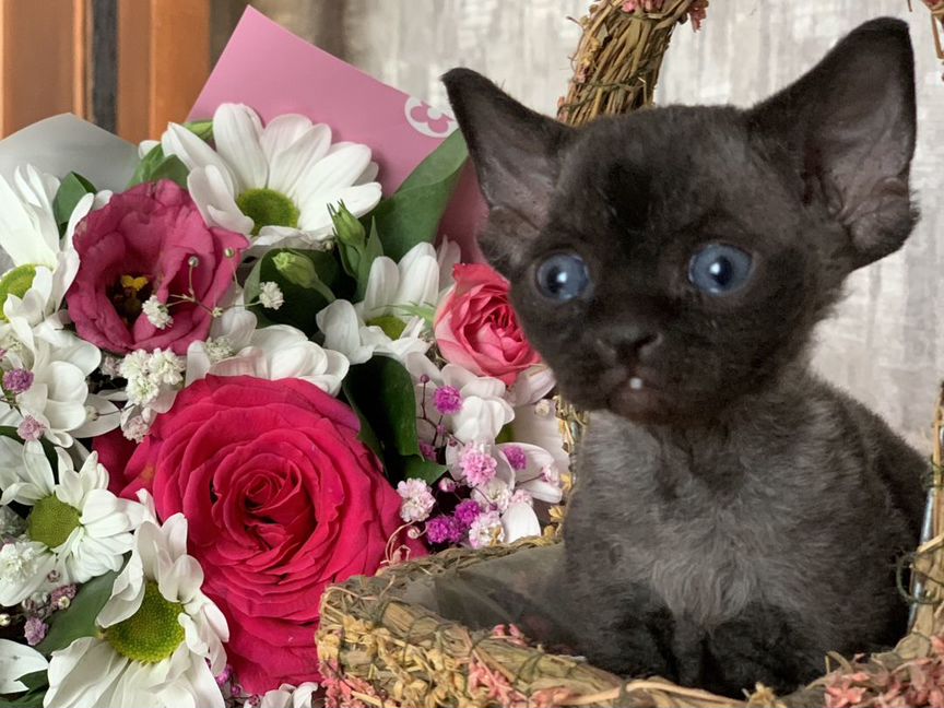 Котята девон-рекс
