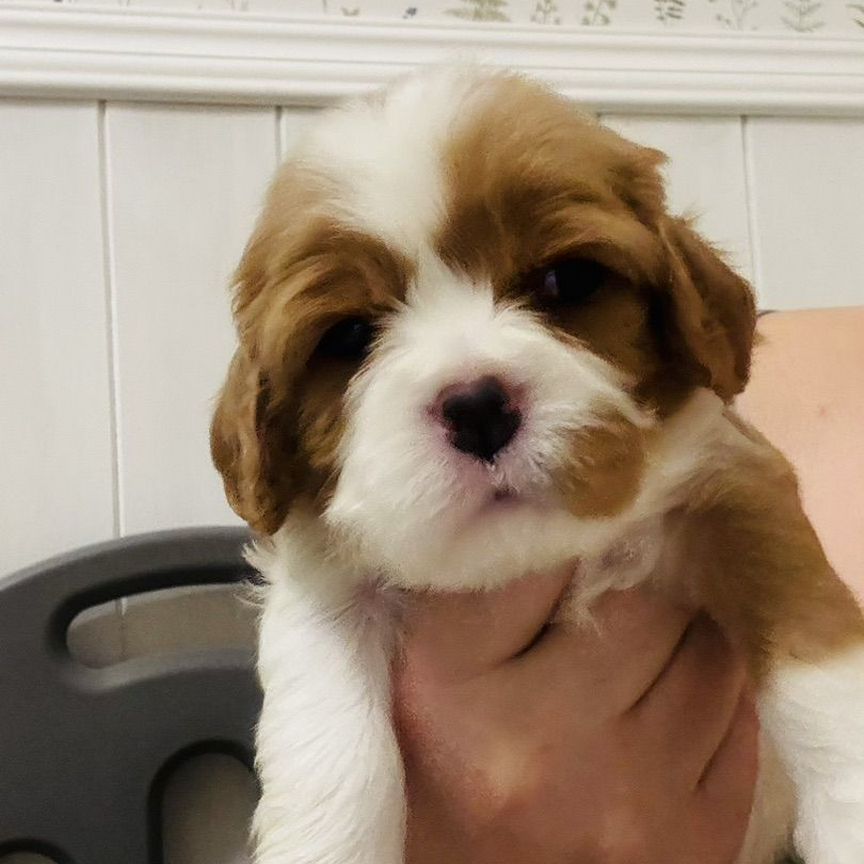 Кавалер кинг-чарльз-спаниель, щенок