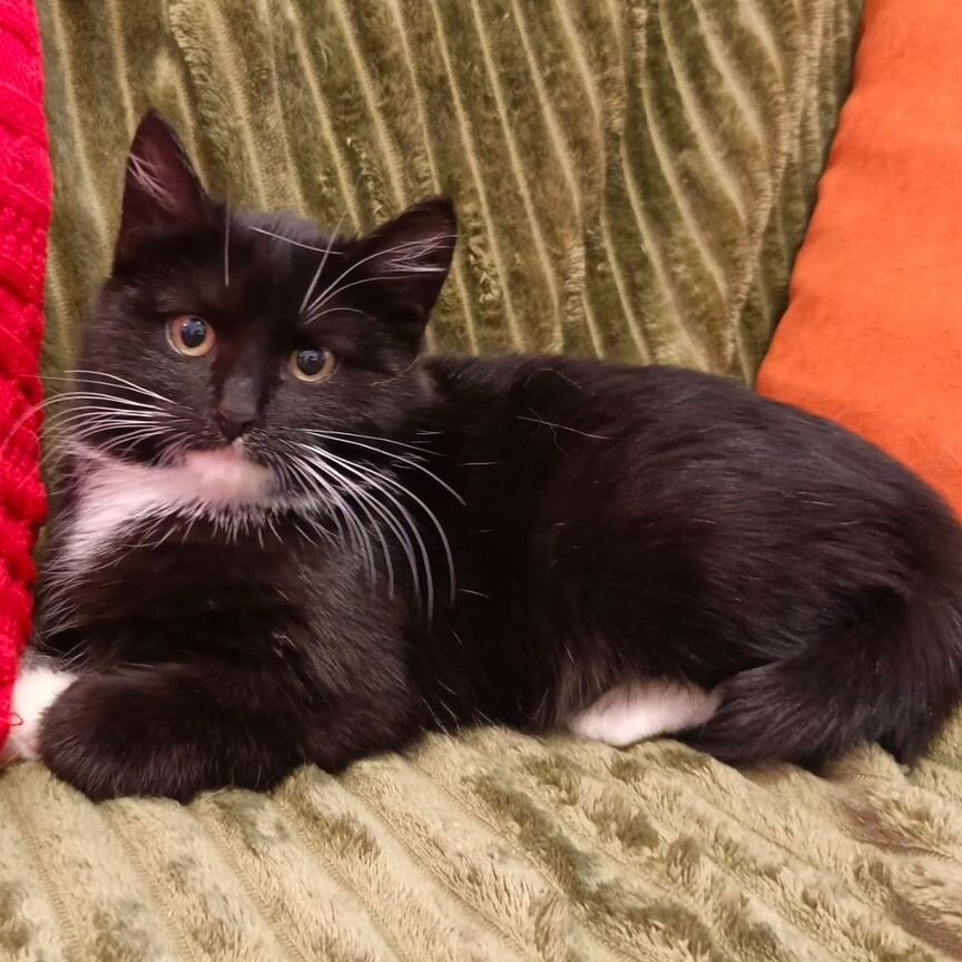 Котёнок в добрые руки