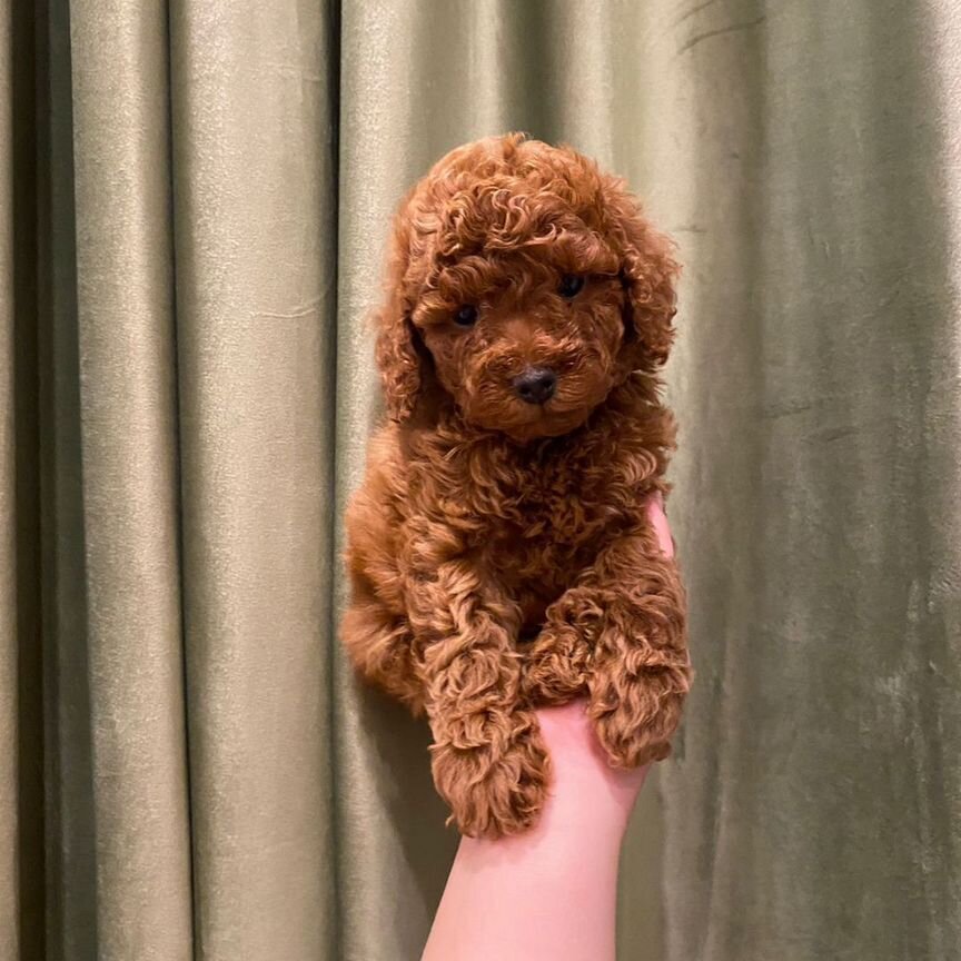 Пудель щенок мальчик