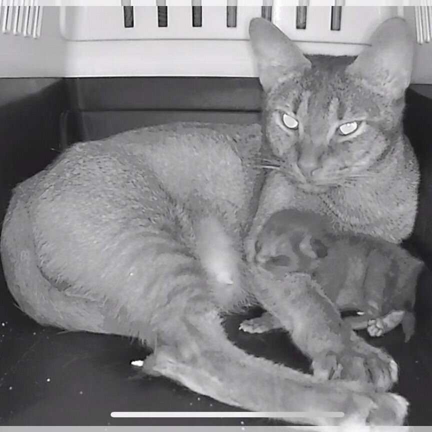 Кот чаузи ф3
