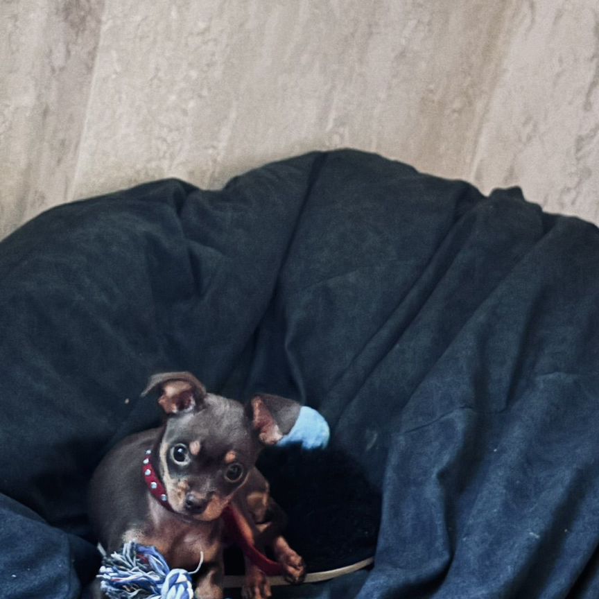 Щенки чихуахуа