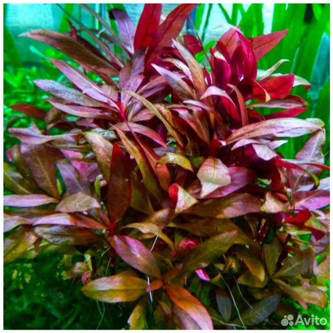 Альтернатера Рейнеке аквариумные растения в ассорт