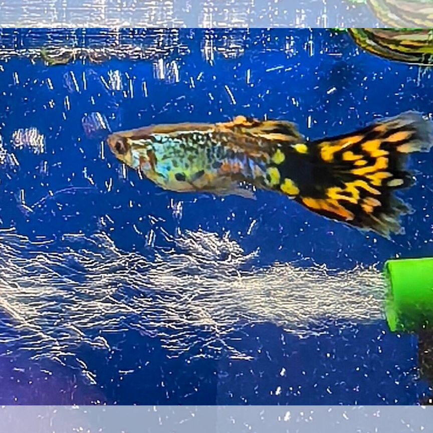 Гуппи Эндлера