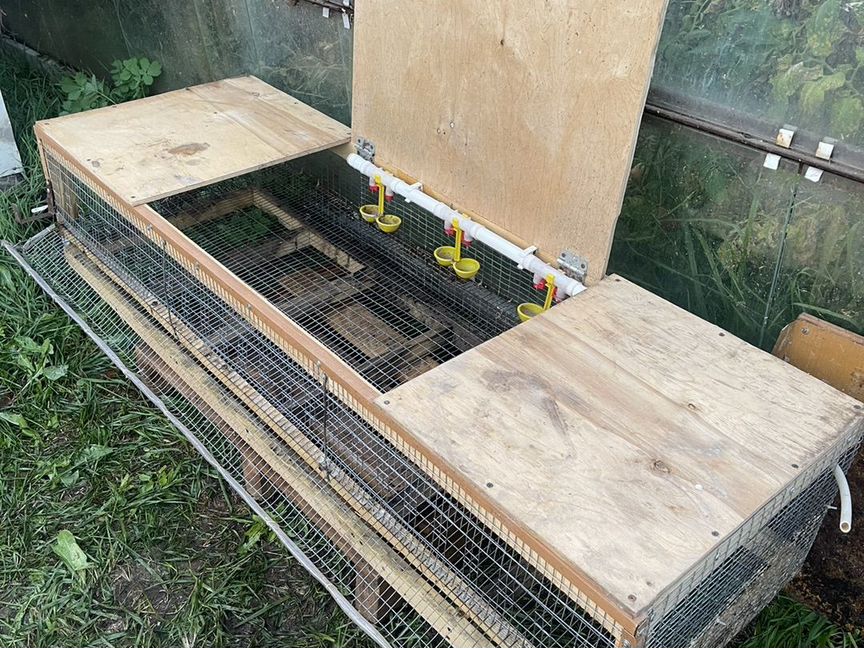 Клетка для перепелок